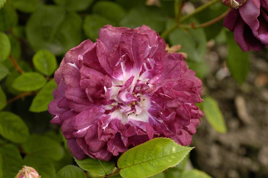 Rosa 'Cardinal de Richelieu' | NVBT