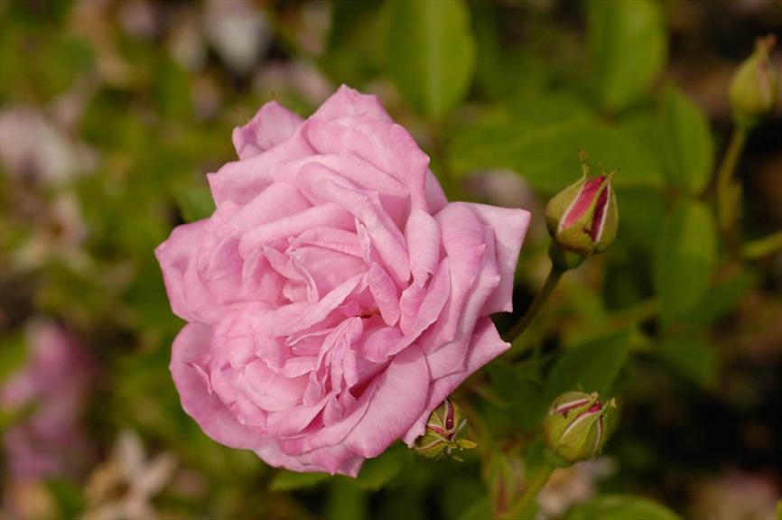 Rosa 'Hermosa' | NVBT
