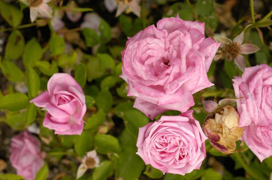 Rosa 'Hermosa' | NVBT