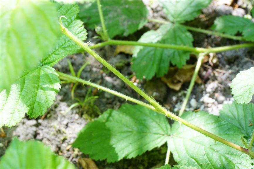 Kale randbraam | NVBT