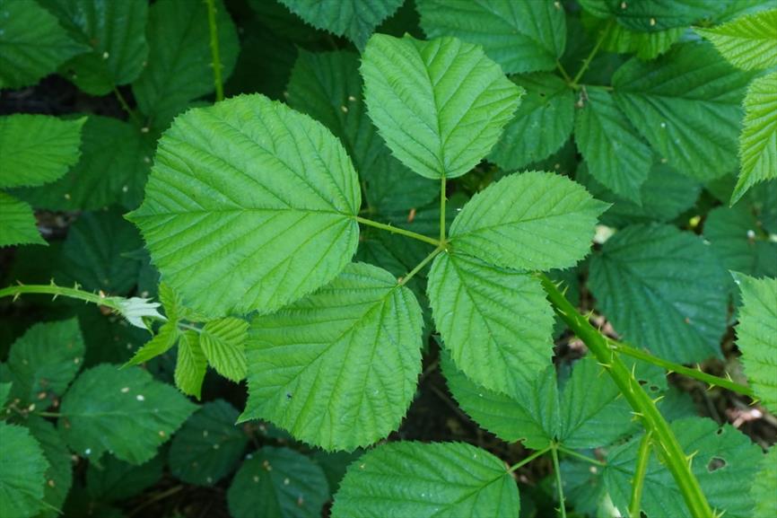 Zandhaagbraam | NVBT