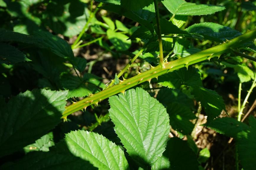 Zandhaagbraam | NVBT