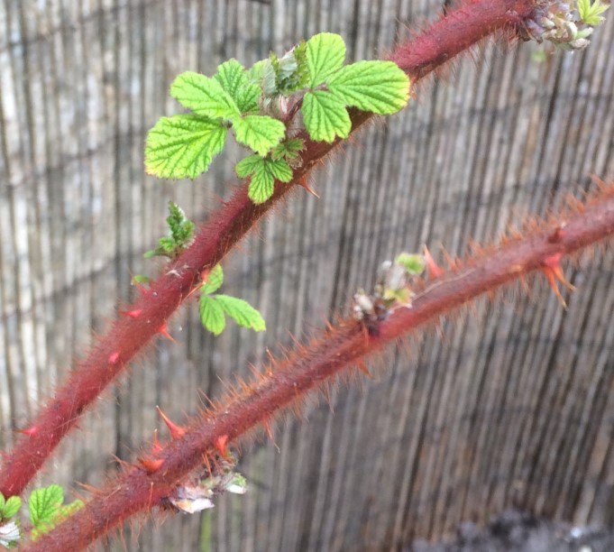 Japanse wijnbes | NVBT
