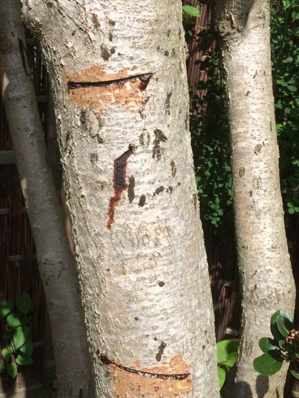 Lacquer tree or Chinese lacquer tree or Japanese lacquer tree or ...