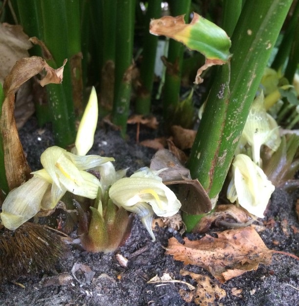 Japanse gember | NVBT