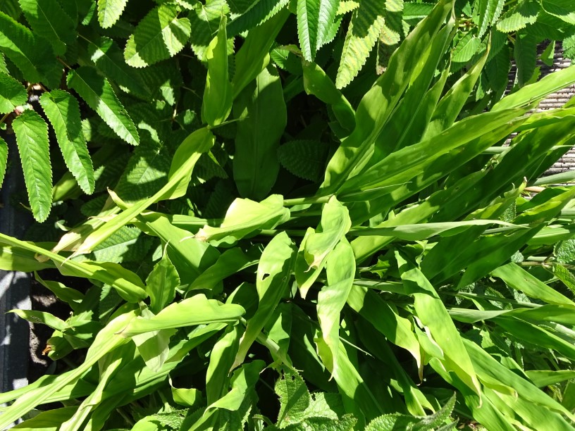 Japanse gember | NVBT